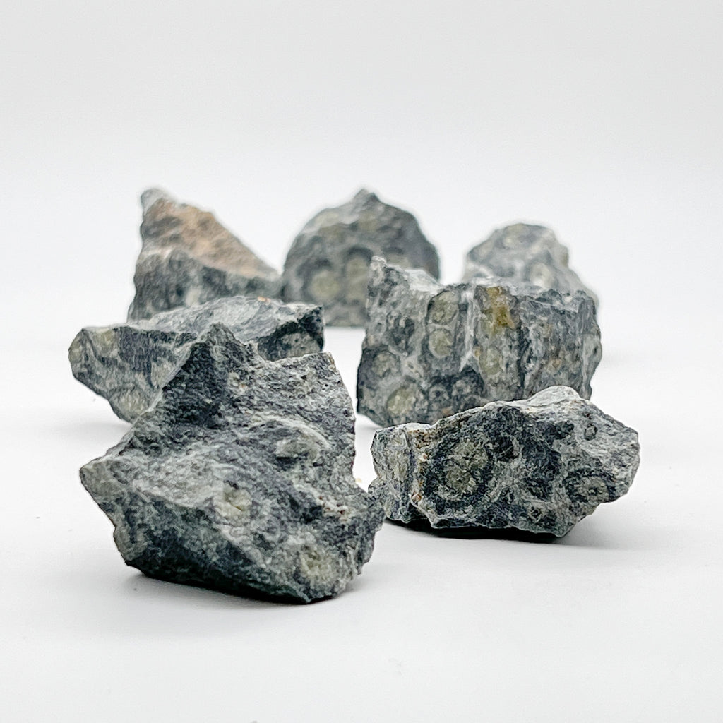 Kambaba Jasper [The Grounded Equilibrium] Raw Stone – Prana Harmony